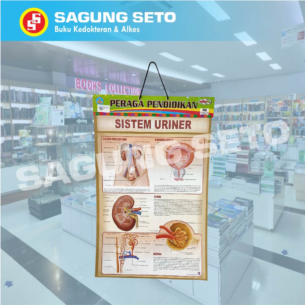 Jual POSTER PERAGA PENDIDIKAN SISTEM URINER / POSTER SISTEM URINER ...