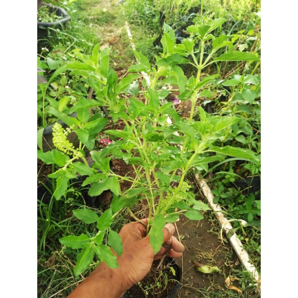 Jual Bibit Tanaman Ruku Ruku Pohon Daun Ruku Ruku okulasi unggul siap ...