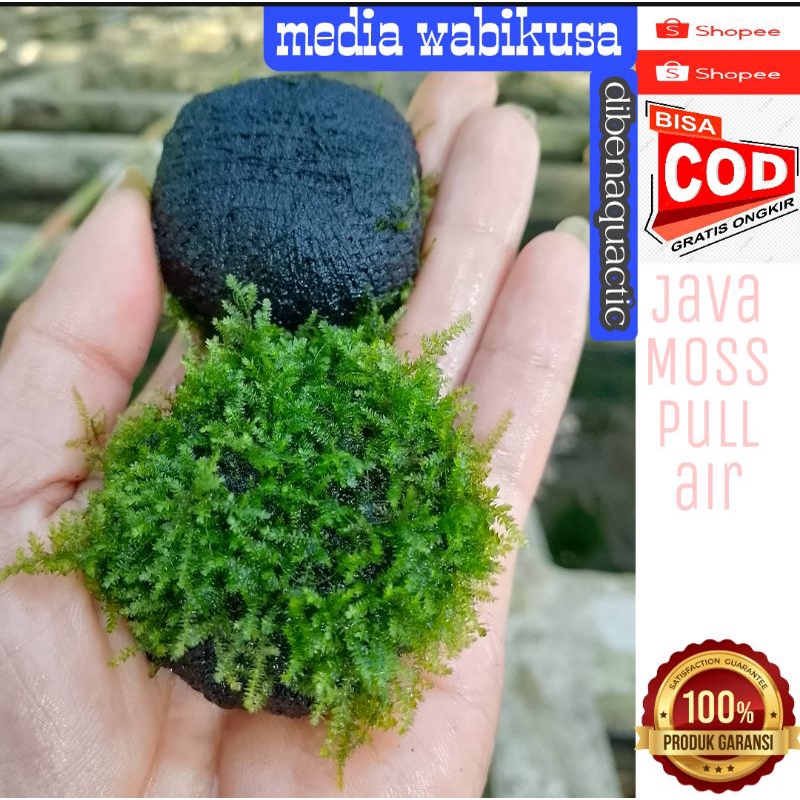 Jual Java Moss tanaman aquascape | Shopee Indonesia