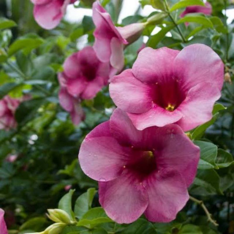 Jual bibit bunga hias Alamanda ungu(bunga besar) | Shopee Indonesia