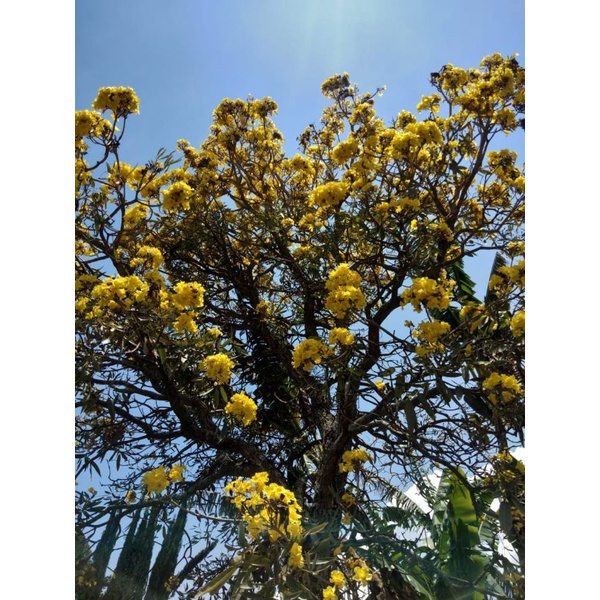 Jual PROMO!!! Tanaman Tabebuya / Tabebuya MERAH DAN KUNING /Tabebuya ...