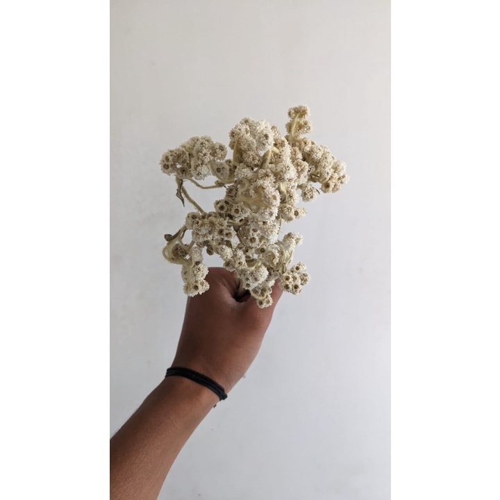 Jual Bunga Edelweis (Anaphalis javanica) Potong - Fresh Cut Bunga Segar ...