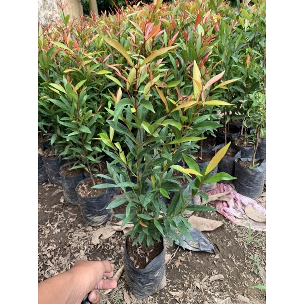 Jual PROMO!!! BIBIT PUCUK MERAH UKURAN 40-50cm(beli 10 gratis 1 ...