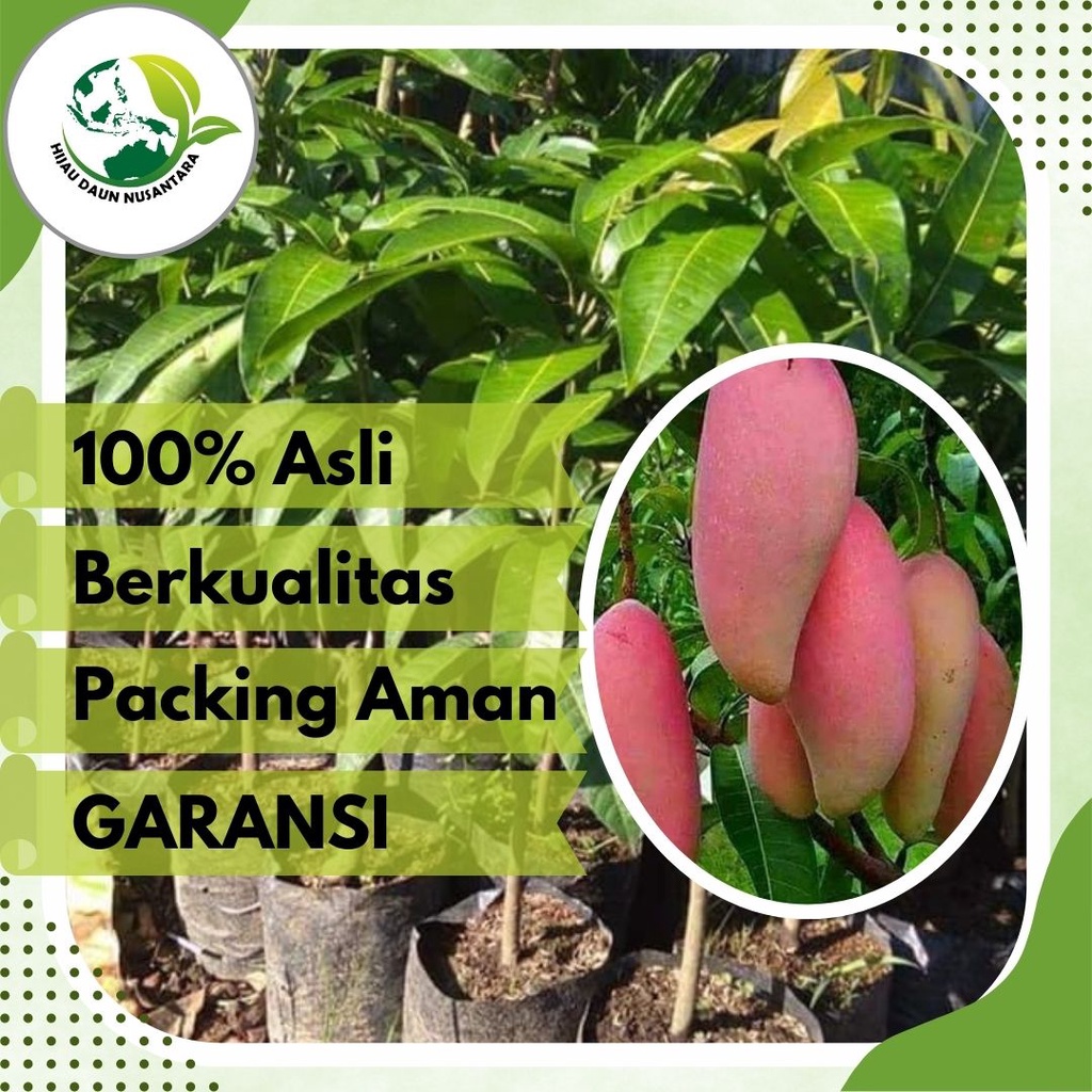 Jual Bibit Mangga Red Ivory Asli Tanaman Buah Hasil Okulasi Super ...