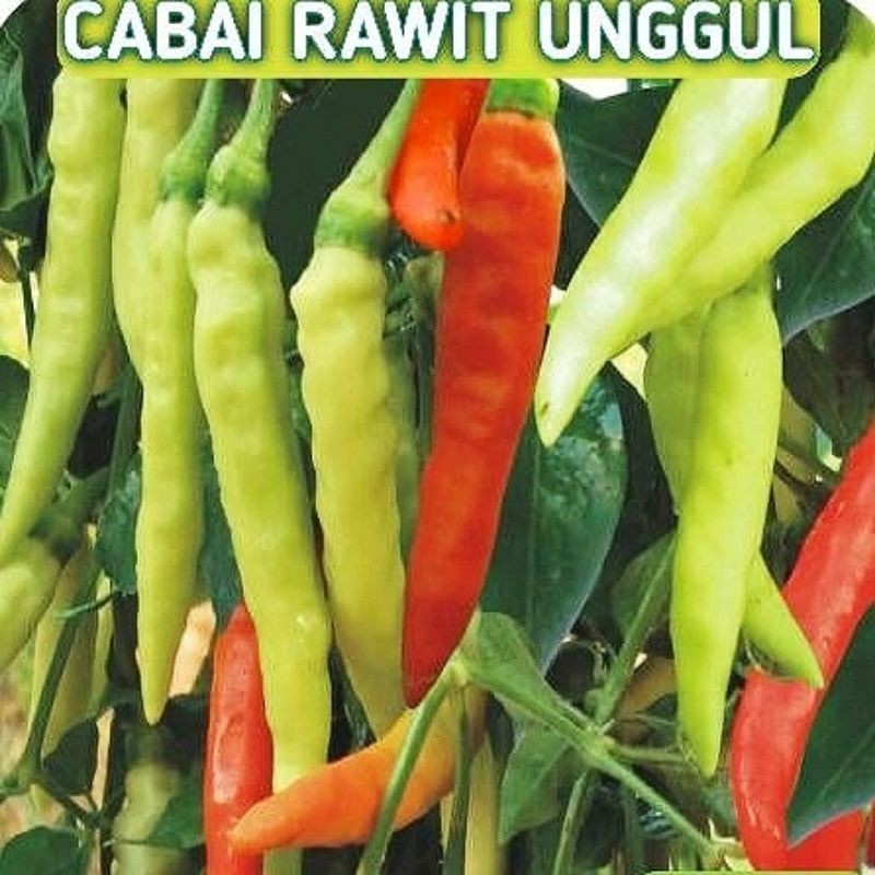 Jual 100 Biji - Benih Cabai Rawit JUMBO F1 - Bibit Sayuran Benih ...