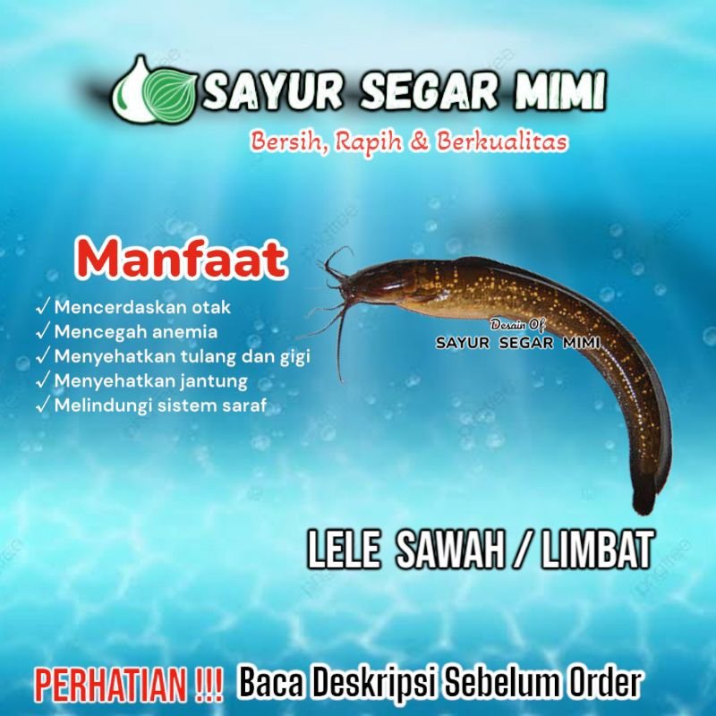 Jual Ikan Lele Sawah / Ikan Lele Limbat 1Kg Gratis Box - Sᴀʏᴜʀ Sᴇɢᴀʀ ♏ ...