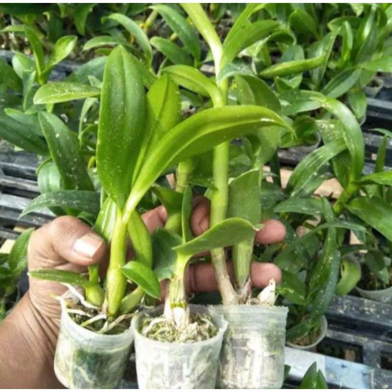 Jual PROMO!! anggrek Dendrobium pra remaja bunga mix termurah | Shopee ...