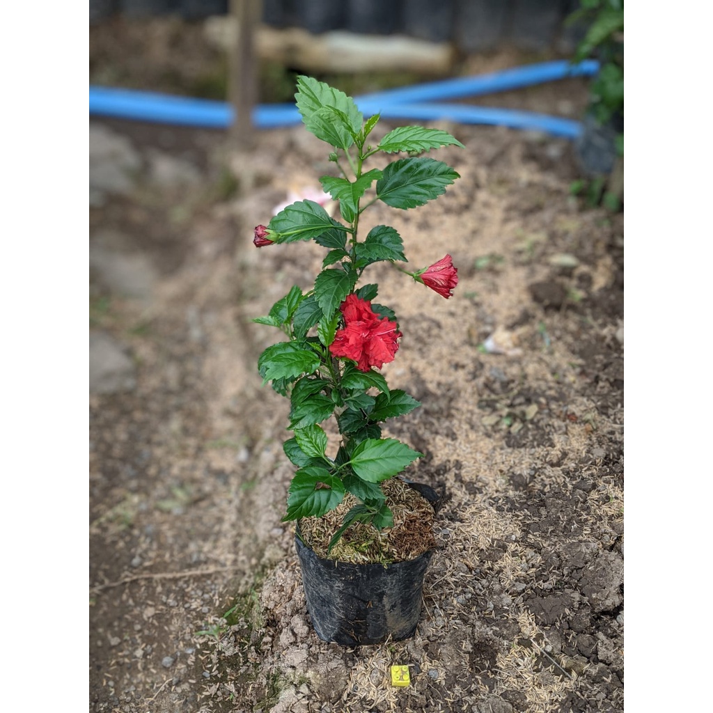 Jual Tanaman Hias Bunga sepatu merah Bali (Hibiscus rosa-sinensis L ...