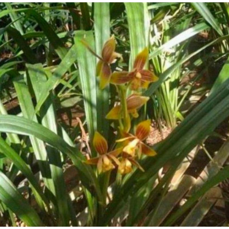 Jual anggrek tanah cymbidium ensifolium / anggrek tanah kuning | Shopee ...