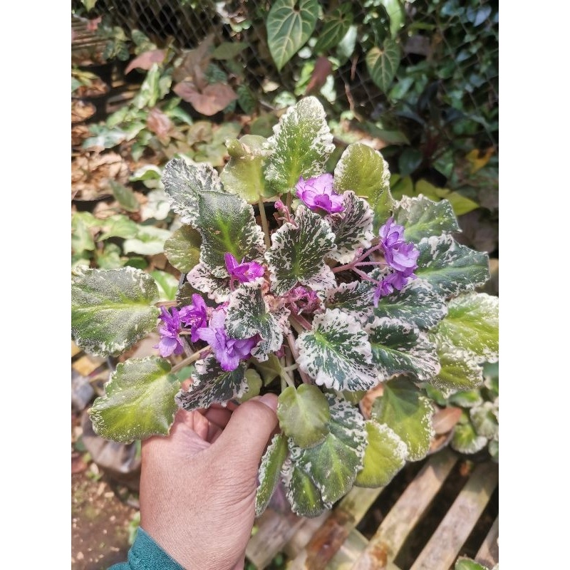 Jual Tanaman bunga Vioces variegata bunga ungu / bunga violces violet ...