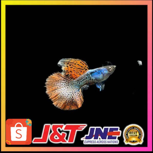 Jual Ikan Guppy Platinum Red Mozaik Big Ear ( PRMBE ) | Shopee Indonesia