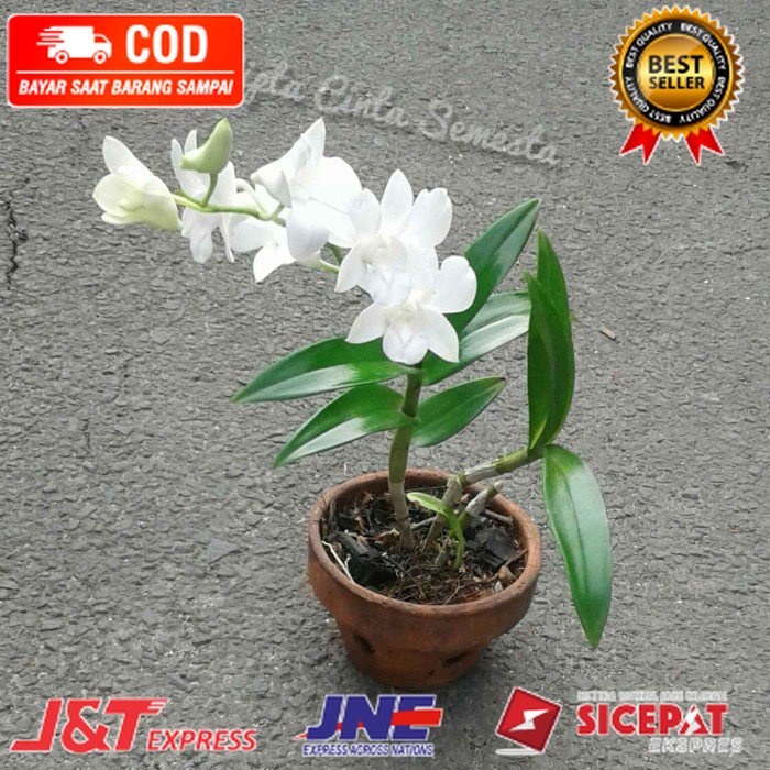 Jual Bibit Anggrek Dendrobium Putih Classic (Full White Dendrobium ...