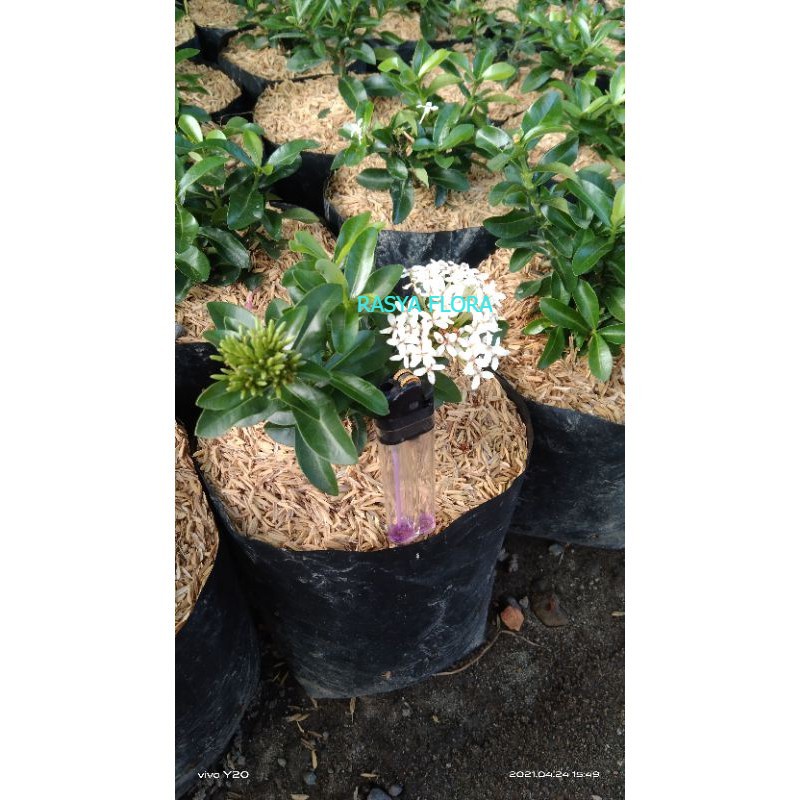 Jual bibit bunga soka putih (berbunga) | Shopee Indonesia