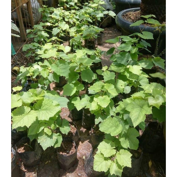 Jual Sedia Bibit Anggur Red Isabella Merah lokal cepat berbuah hasil ...
