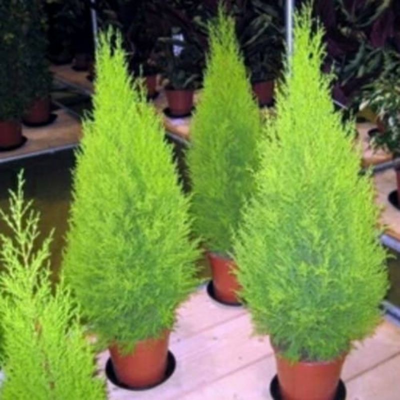 Jual PROMO!!! Tanaman Cemara Balon / Casuarina Nobilis LIMITED | Shopee ...