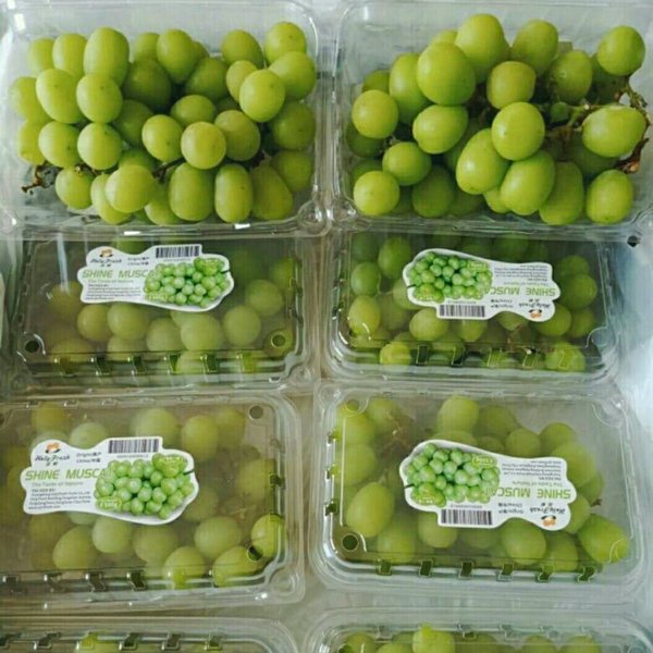 Jual Anggur Hijau Muscat 500 Gram | Shopee Indonesia