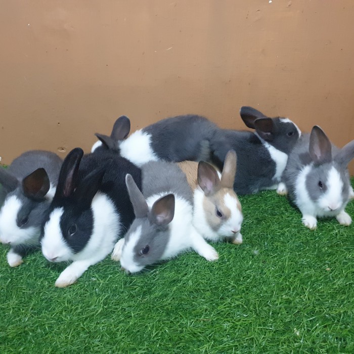 Jual Jual Kelinci Hias lucu imut kelinci rabbit | Shopee Indonesia