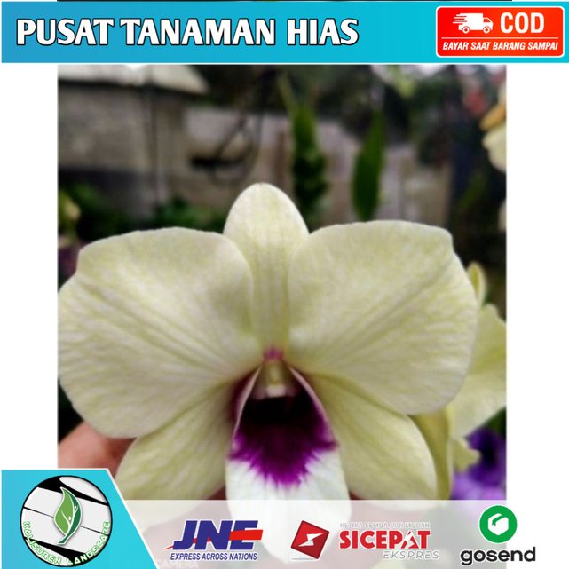 Jual ( KNOP / SPIKE ) Anggrek Jade Junior | Shopee Indonesia