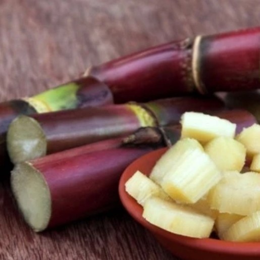 Jual Bibit Tebu Telur 1Kg Siap Tumbuh Segar Organik Pure Herbal Hiasan ...