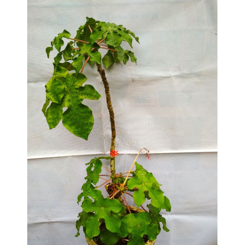 Jual PROMO!!! Jarak botol bali tanaman hias bonsai toga obat herbal ...