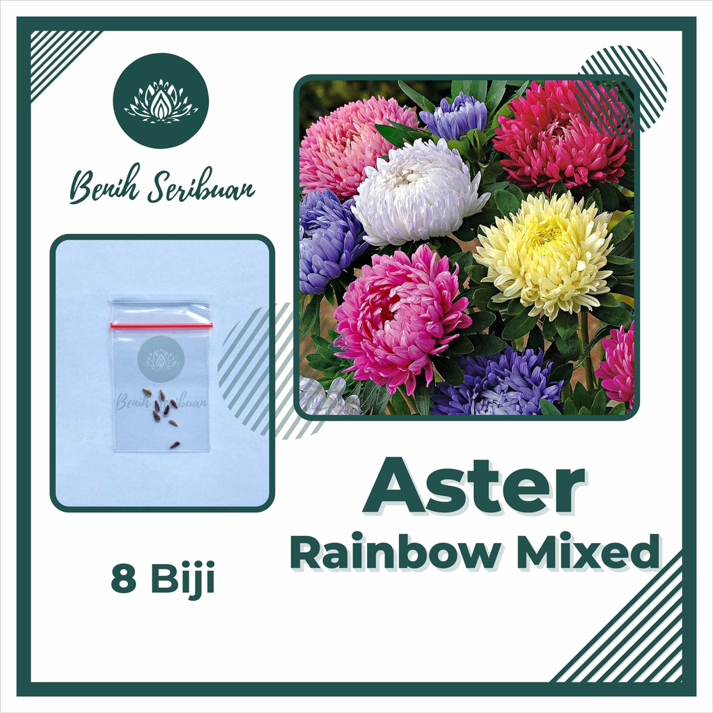 Jual ASTER RAINBOW MIX 8 Bibit Bunga Aster Rainbow Mix Unggul | Shopee Indonesia