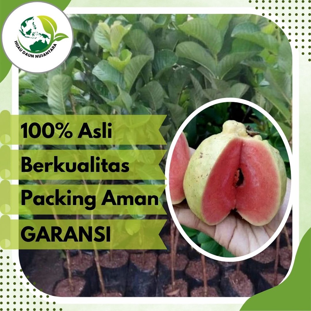 Jual Bibit Jambu Kristal Merah Asli Tanaman Buah Hasil Okulasi Super ...