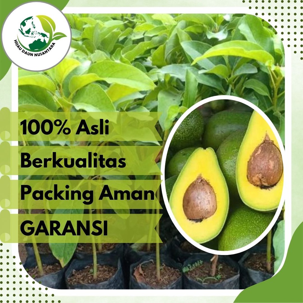 Jual Bibit Alpukat MENTEGA Asli Tanaman Buah Hasil Okulasi Super Genjah ...