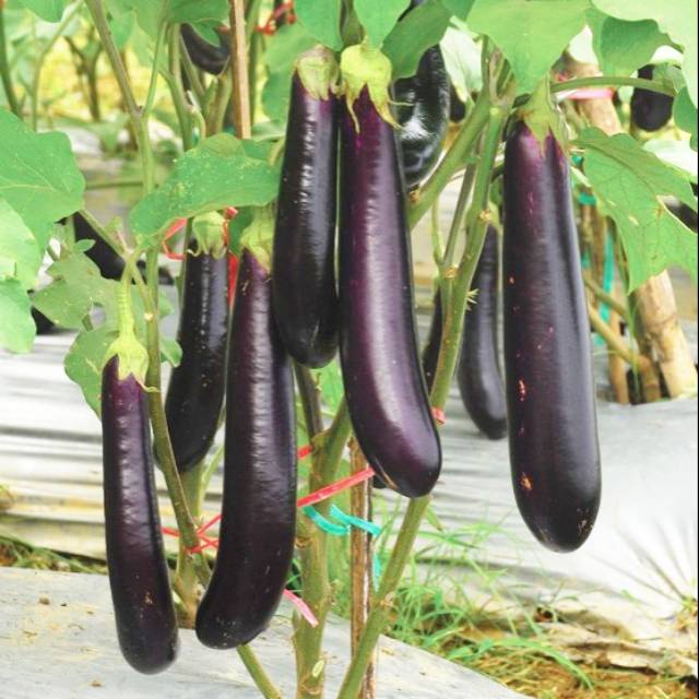 Jual isi 25 biji - Benih Terong Ungu YUMI F1 - jenis terong ungu favorit para petani -seedstore ...