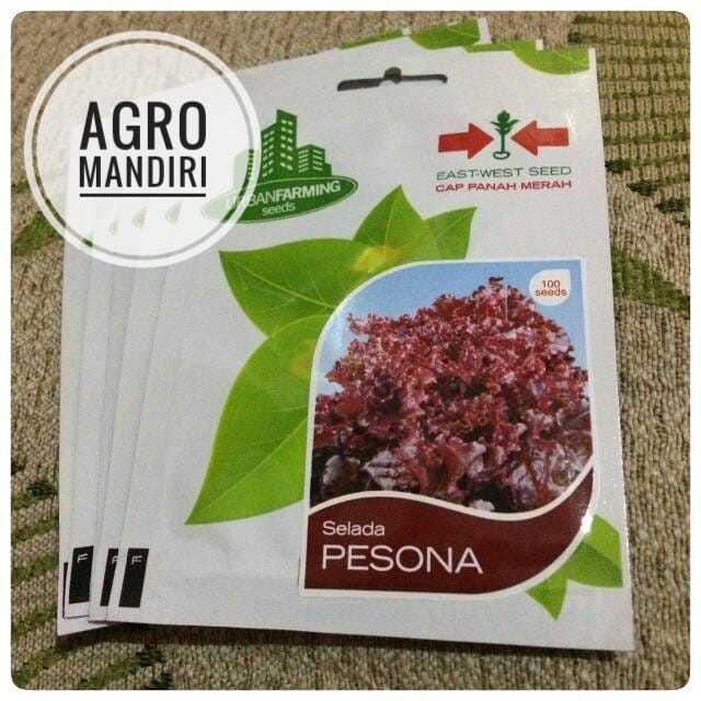 Jual Isi 100 Butir Benih Bibit Selada Merah Pesona Cap Panah Merah ...