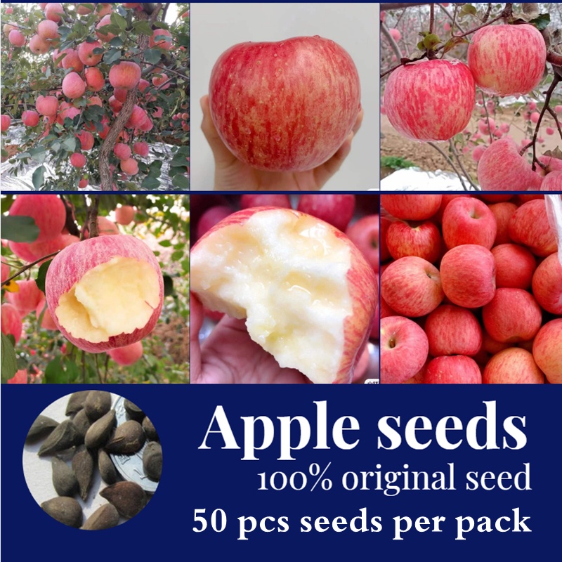 Jual Sweet Apple Seeds (30seeds/pack) Benih Pokok Buah Rare Fruit Seeds ...