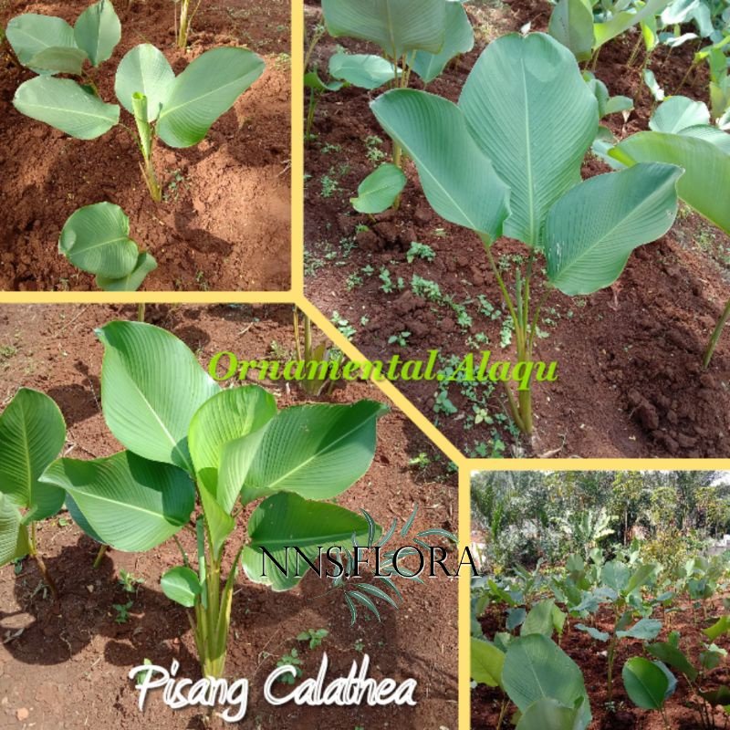 Jual tanaman outdoor calathea pisang calathea lutea - tanaman taman ...