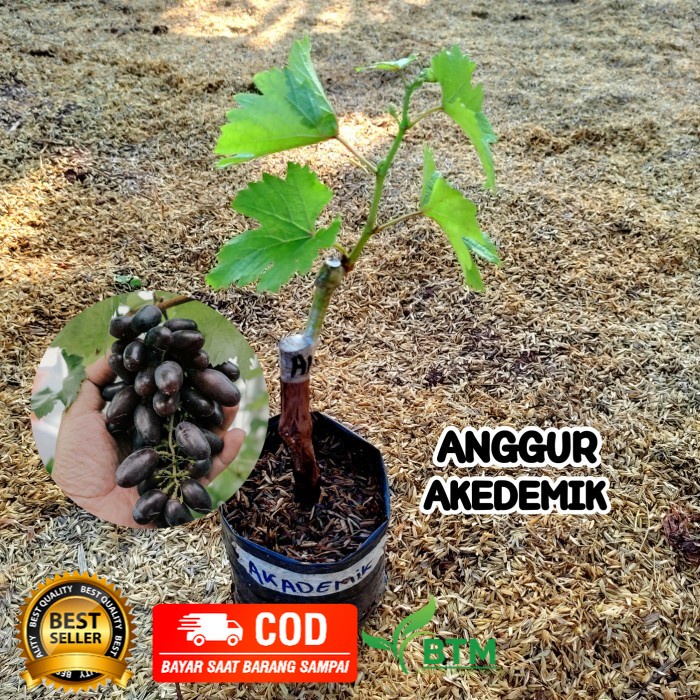 Jual Bibit Anggur Akademik Grafting Tanaman Buah Anggur Import Akademik ...