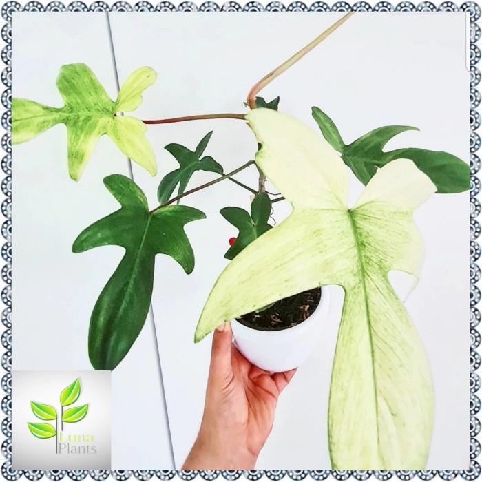 Jual philodendron florida ghost / tanaman hias florida ghost varigata ...