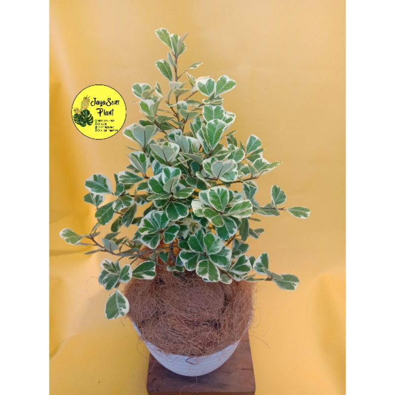 Jual PROMO!!! TANAMAN HIAS FICUS TRIANGULARIS KUPU KUPU VARIGATA + POT ...