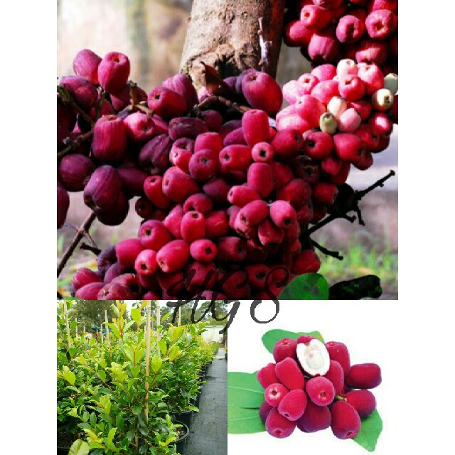 Jual Bibit Tanaman Buah Jambu Bira Langka Paling di Cari | Shopee Indonesia