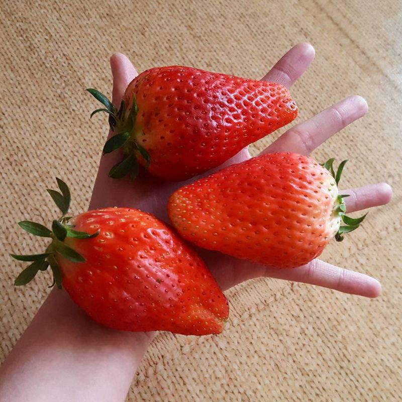 Jual isi 10 Biji - Benih Strawberry KINGS BERRY, Jenis Strawberry KOREA ...