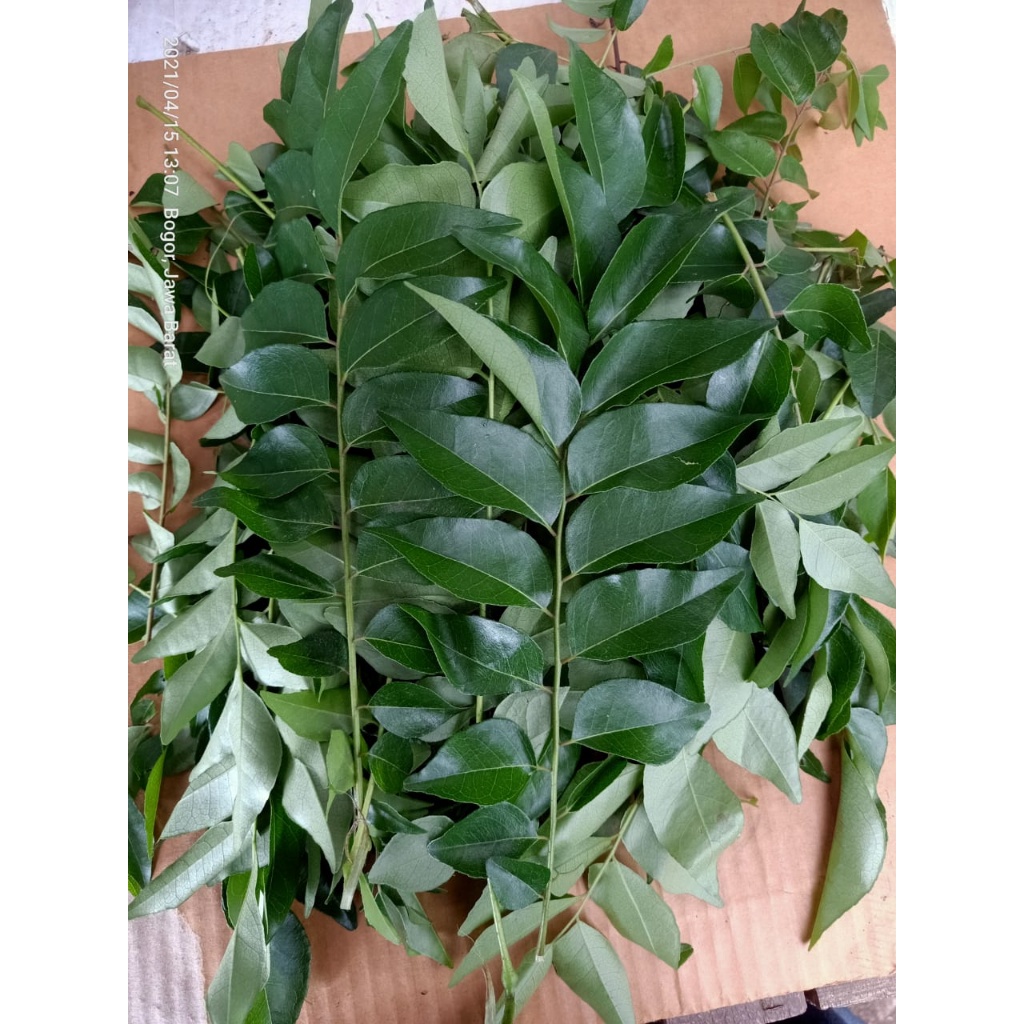 Jual Daun Kari salam koja segar minimal 10 tangkai | Shopee Indonesia