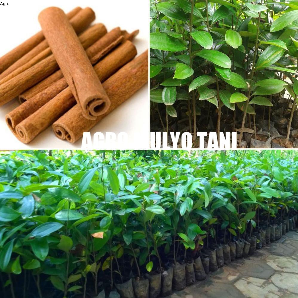 Jual Bibit Tanaman Kayu Manis | Shopee Indonesia