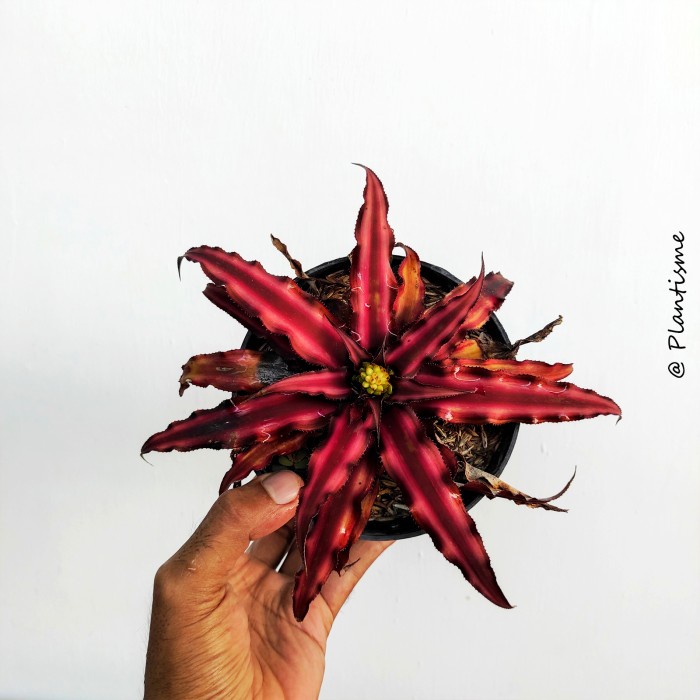 Jual Cryptanthus Red Ruby Earth Star Tanaman Terrarium Paludarium ...