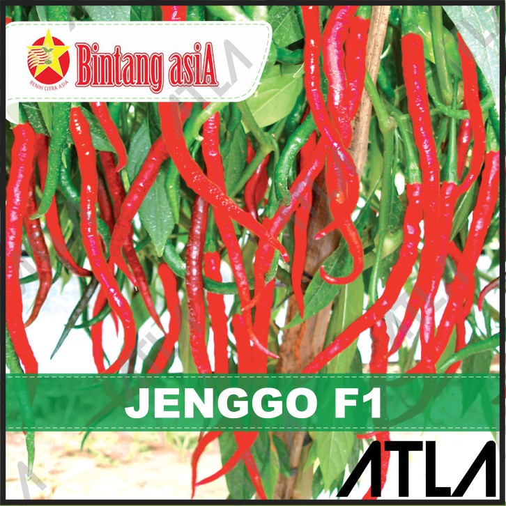 Jual Benih Cabai Jenggo F1 Biji Cabe Keriting Bibit Tanaman Bintang ...