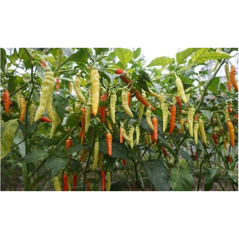 Jual 25 Benih Bibit Biji - Cabai Rawit Merah Pedas F1 Cabe Setan Lombok ...