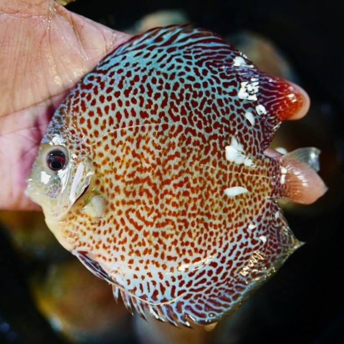 Jual Ikan Discus Jenis Leopard Snake Skin LSS Grade A Uk 4 inc | Shopee ...