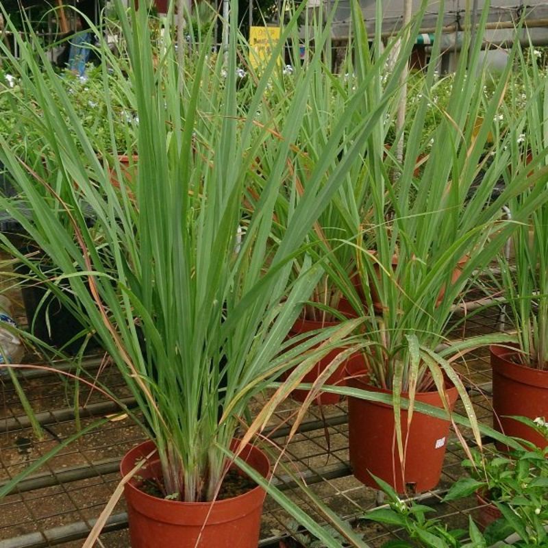 Jual PROMO!!! Tanaman Daun Serai Harum/ Daun Sere / Bumbu masak serai ...