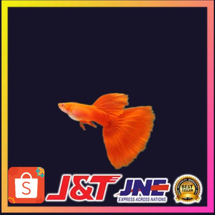 Jual Ikan Guppy Albino Full Red ( Mata Merah ) | Shopee Indonesia