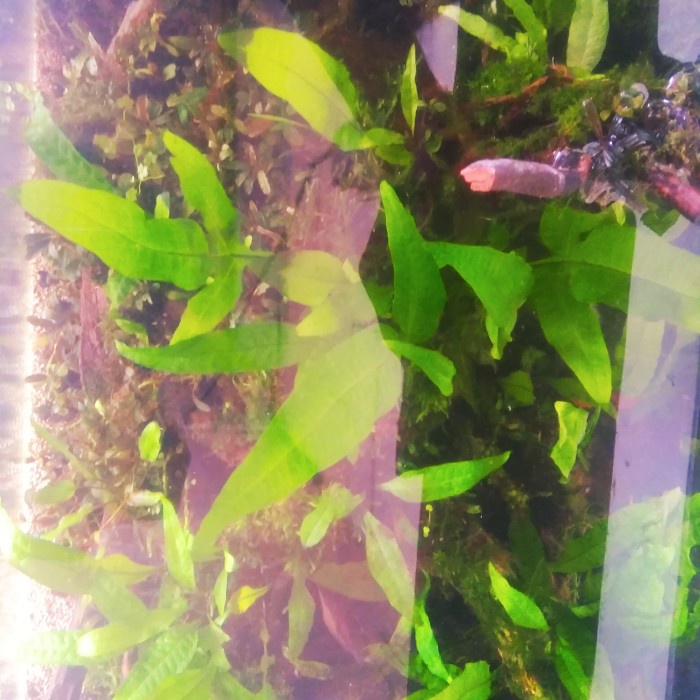 Jual Microsorum pteropus Thunder leaf ( Rare ) | Shopee Indonesia
