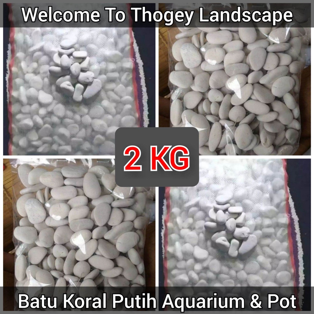 Jual [ PROMO ] 2 kg batu koral putih aquarium batu koral putih taman ...