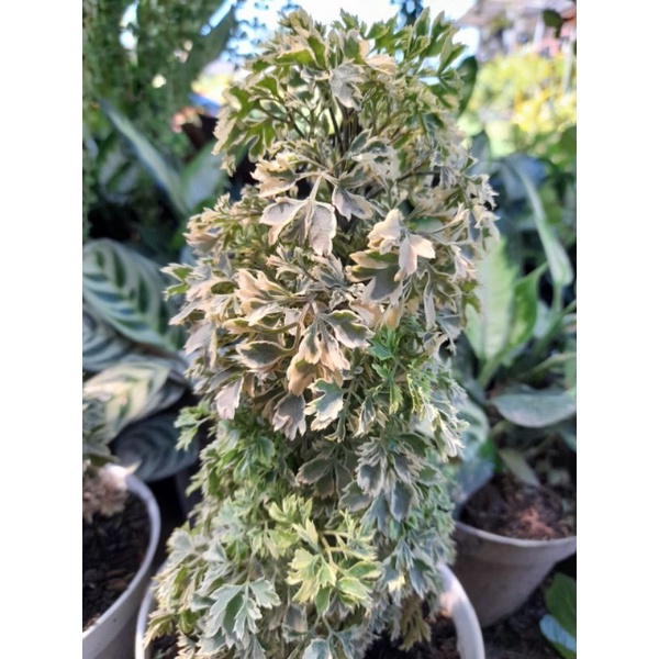 Jual PROMO!!! Tanaman Hias Ming Aralia Varigata (Indor) | Shopee Indonesia
