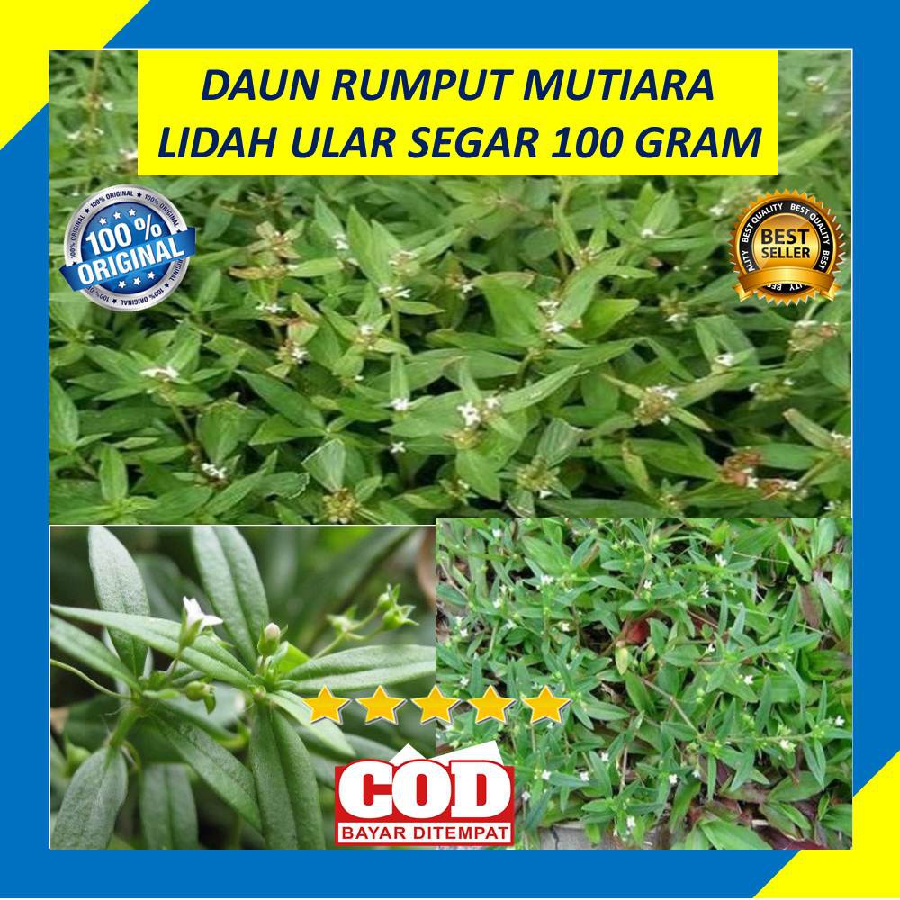 Jual Daun Rumput Mutiara 100 Gram Lidah Ular Segar Tanaman Obat Herbal ...