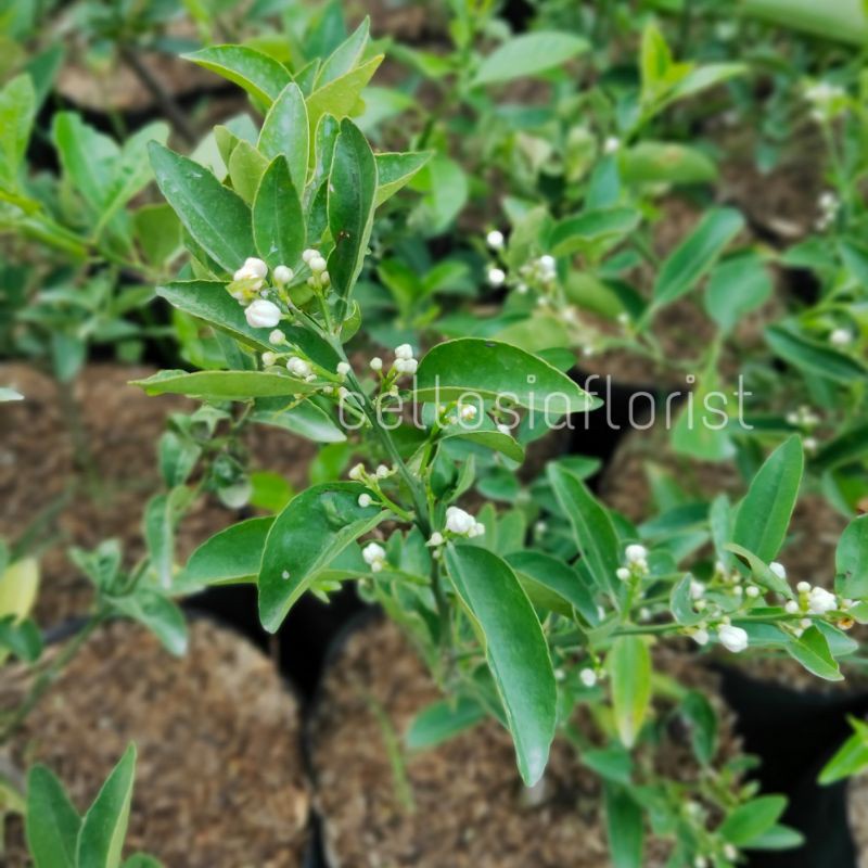 Jual Bibit Tanaman Buah Jeruk Sambal / Jeruk Limau Leemo (Sudah Berbuah ...