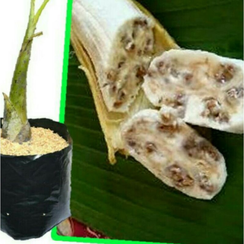 Jual bibit pisang batu unggul terbaik siap tanam bibit bonggol pisang ...